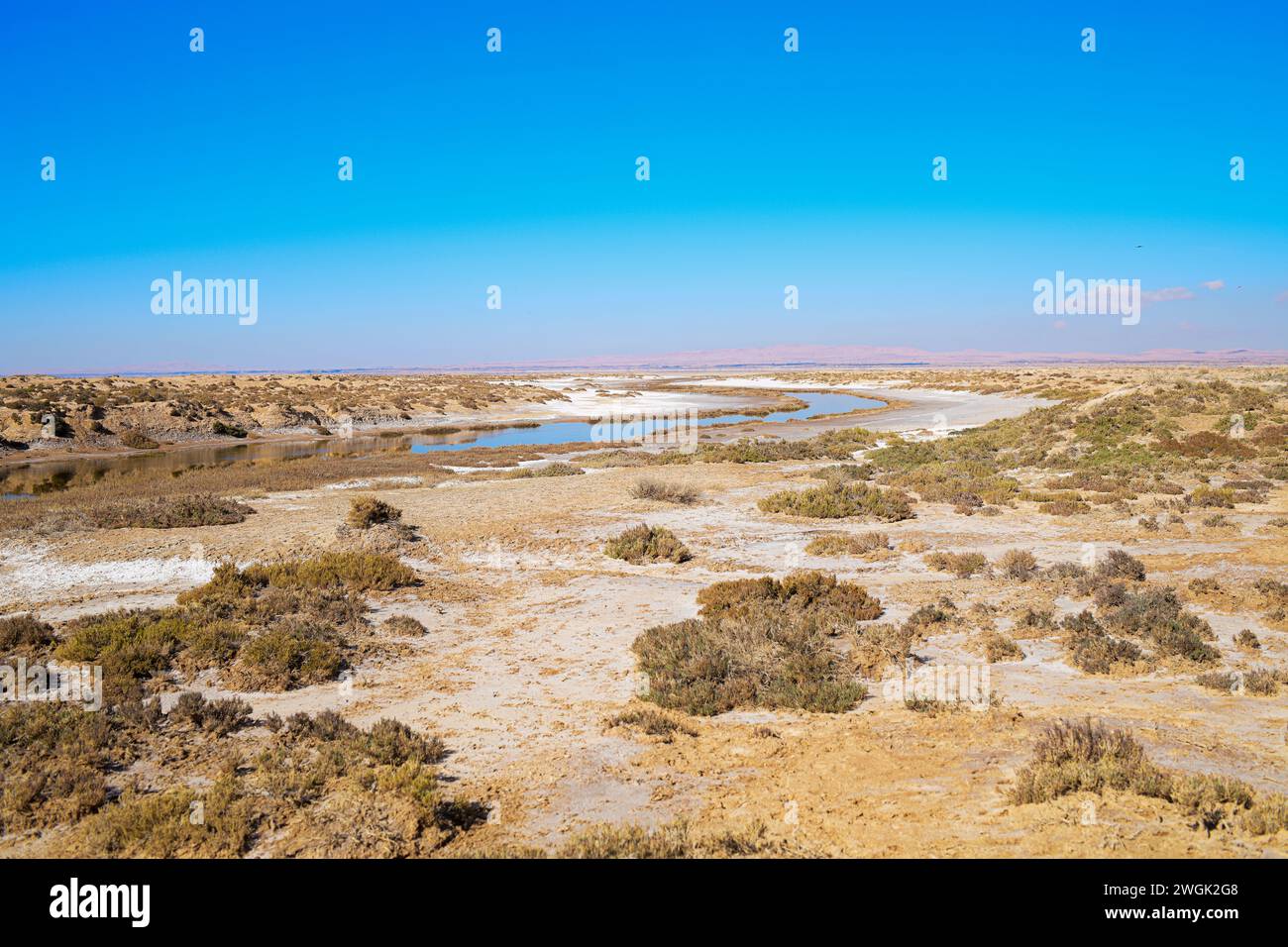 Salicornia salt marsh hi-res stock photography and images - Alamy