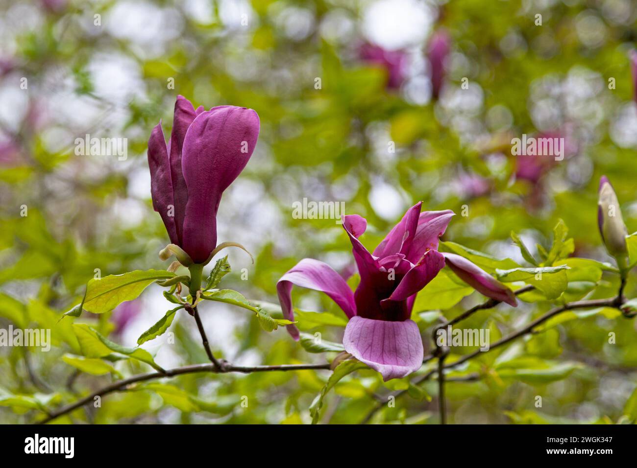 Mulan magnolia hi-res stock photography and images - Alamy