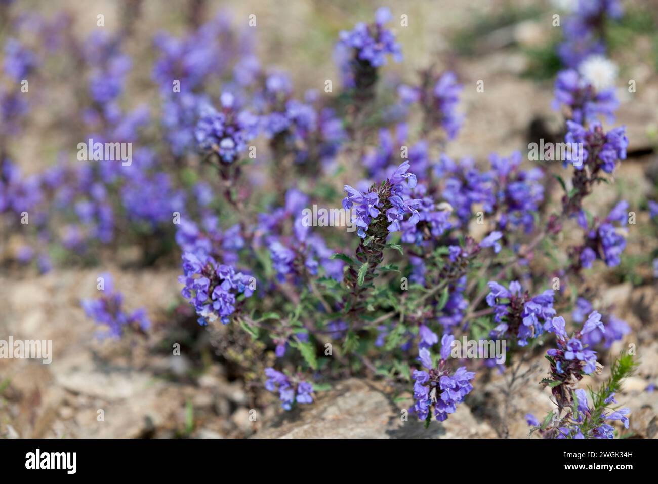 Prunella vulgaris (known as common self-heal, heal-all, woundwort ...