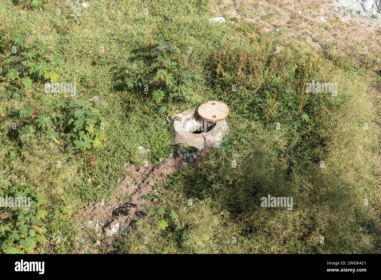 A neglected sewage manhole cover is surrounded by overgrowth ...
