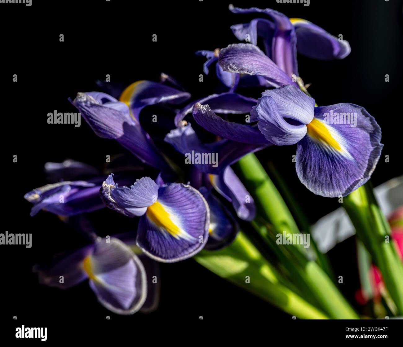 Iris perennial flowering plant hi-res stock photography and images - Alamy