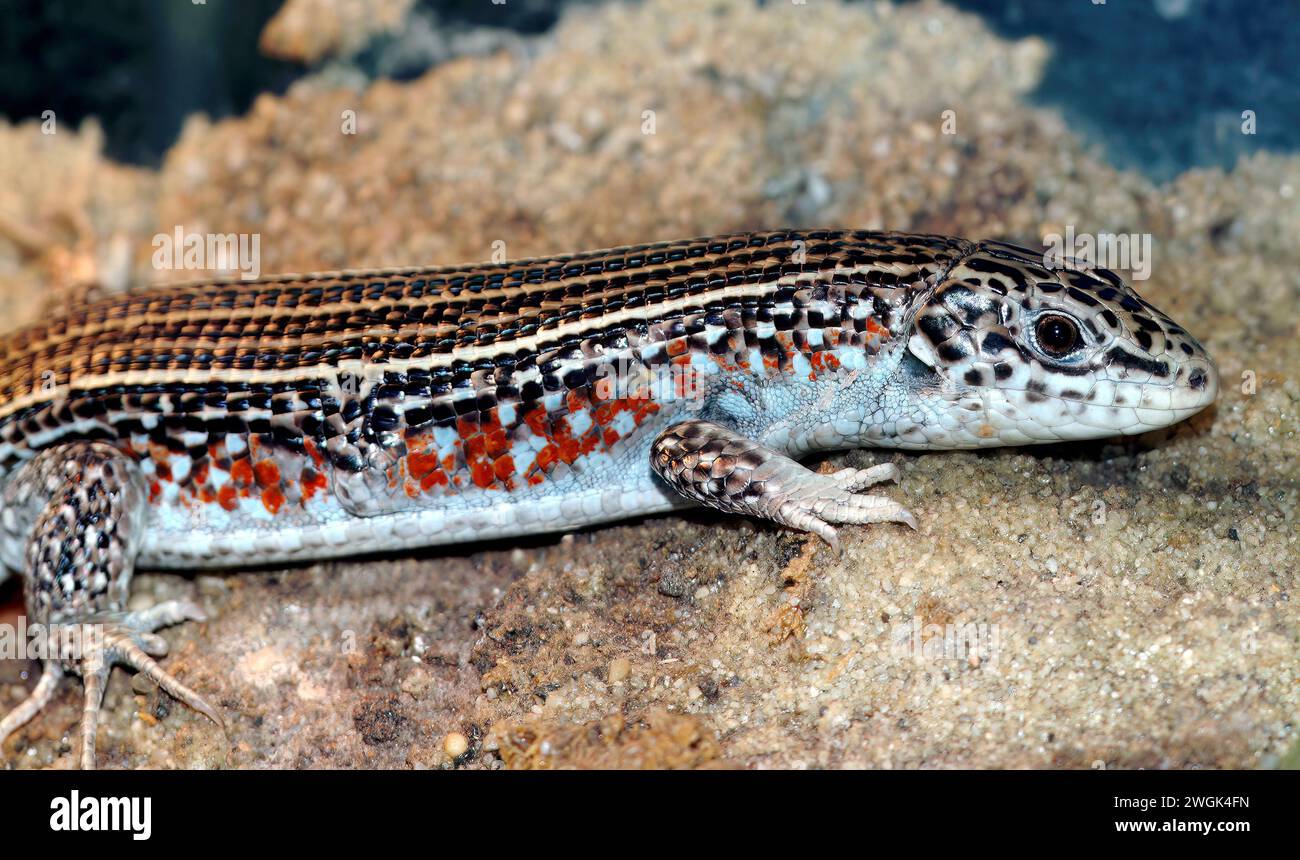 ornate girdled lizard, Zonosaurus ornatus, díszes övesgyík Stock Photo ...
