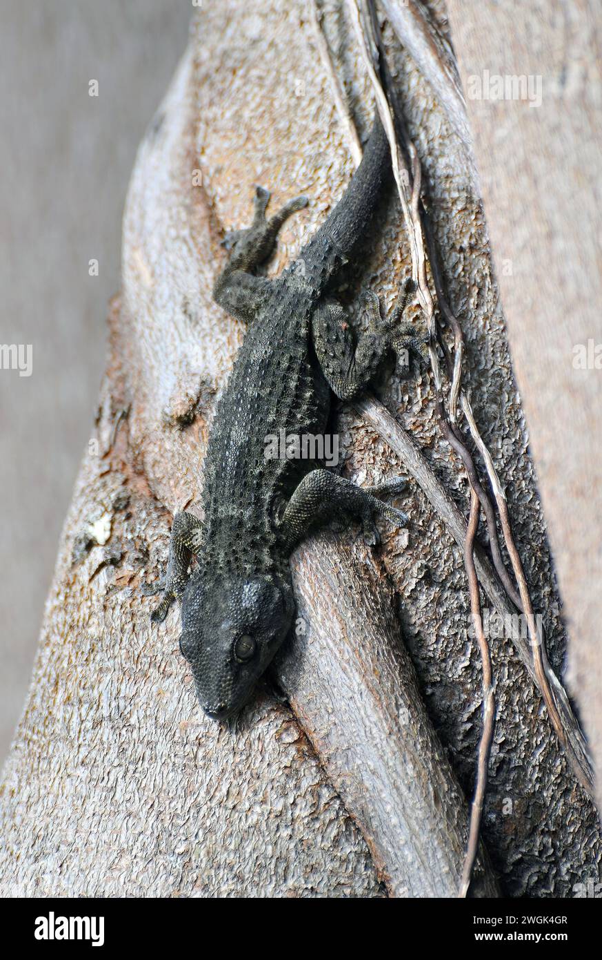 Delalandes gecko hi-res stock photography and images - Alamy