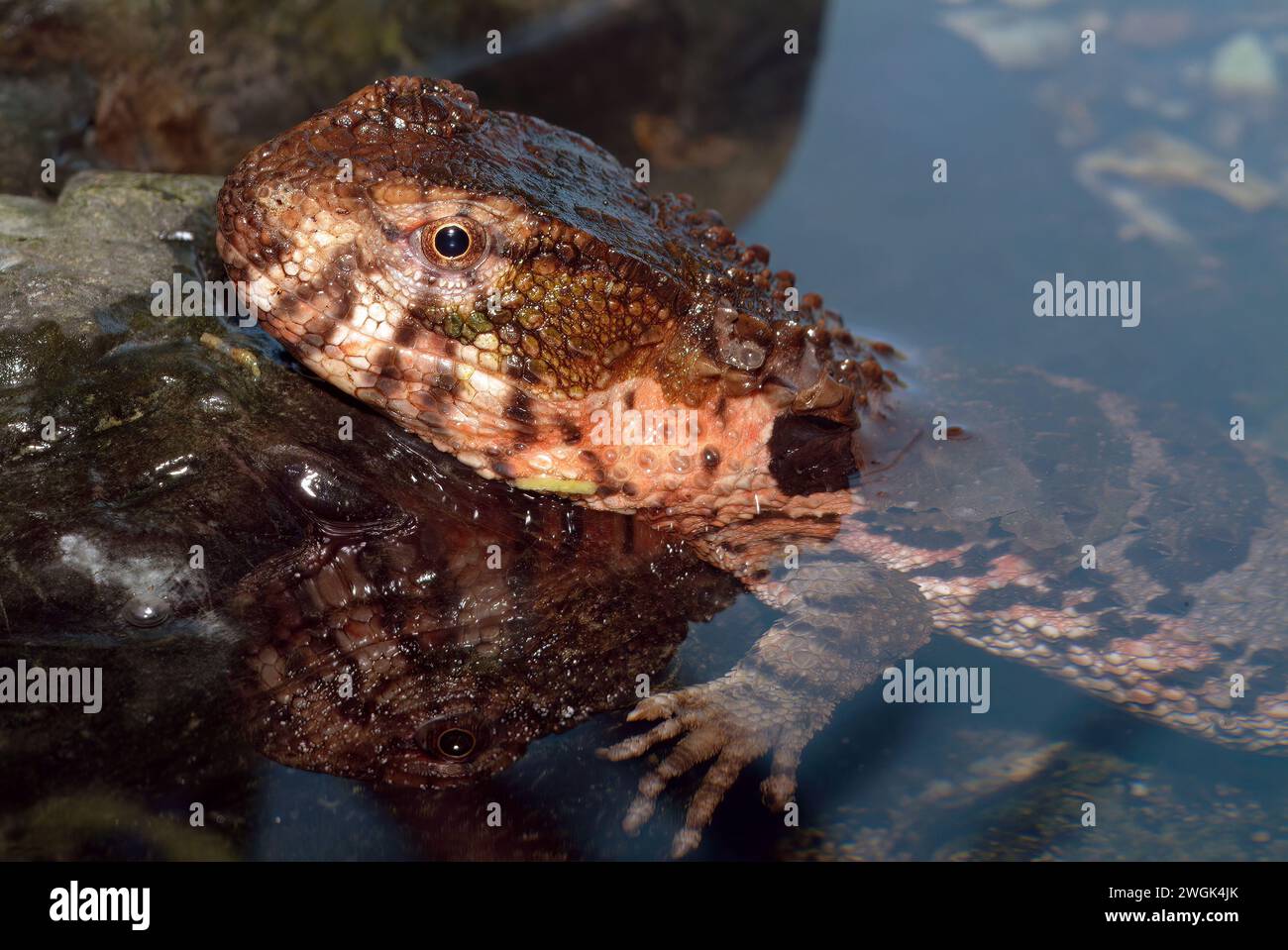 Chinese crocodile lizard, Chinesische Krokodilschwanzechse, lézard ...