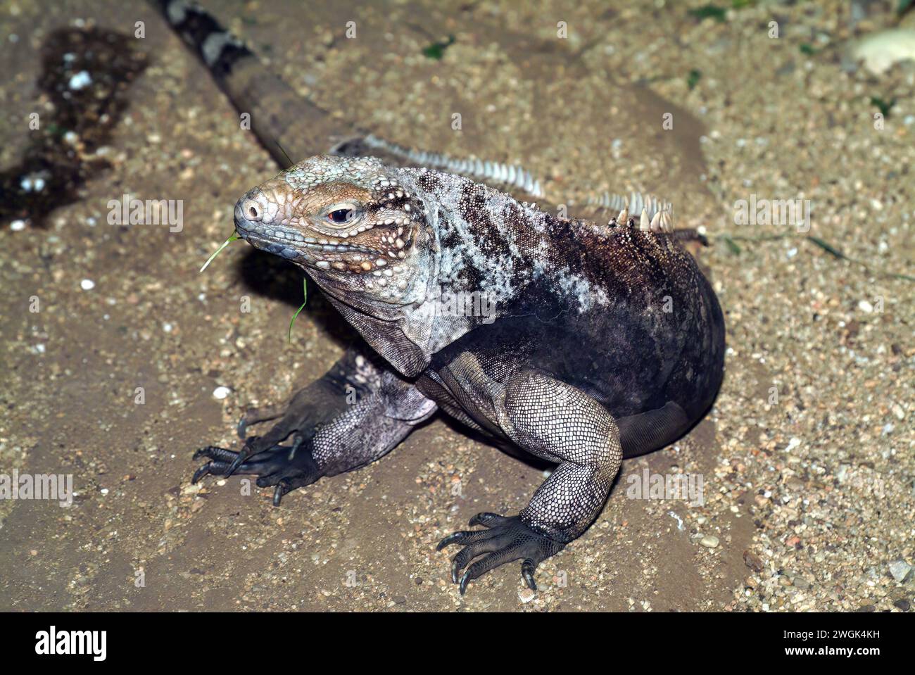 Cuban rock iguana, Cuban ground iguana or Cuban iguana, Iguane ...