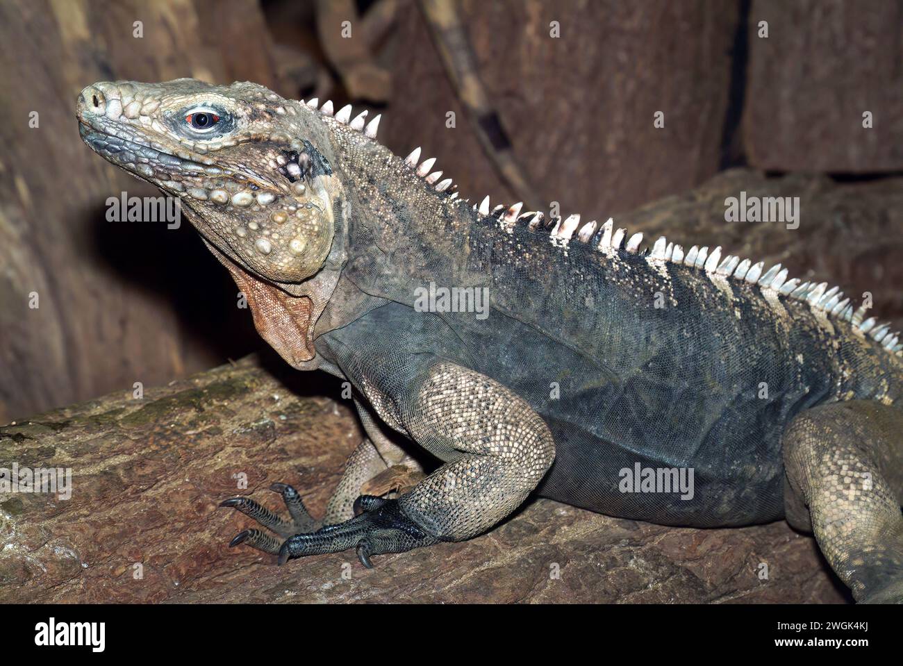 Cuban rock iguana, Cuban ground iguana or Cuban iguana, Iguane ...
