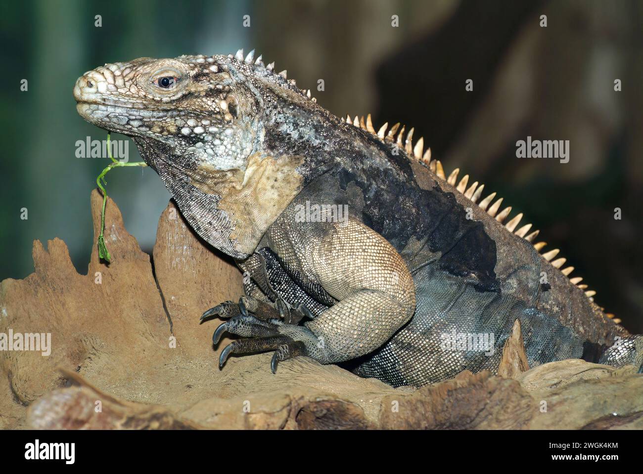 Iguane terrestre de cuba hi-res stock photography and images - Alamy