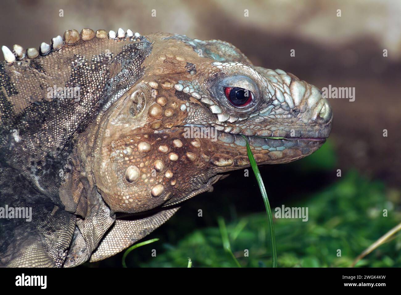 Cuban rock iguana, Cuban ground iguana or Cuban iguana, Iguane ...