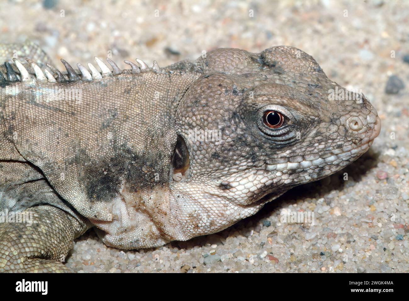 Oaxacan spinytail iguana, five-keeled spiny-tailed iguana, Ctenosaura ...