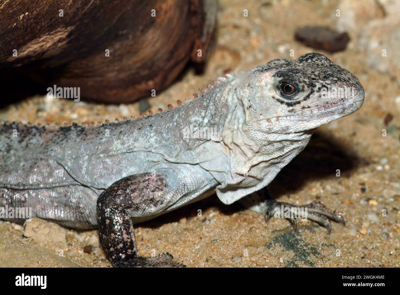 Utila spiny-tailed iguana, Utila-Leguan, Iguane à queue épineuse de l ...