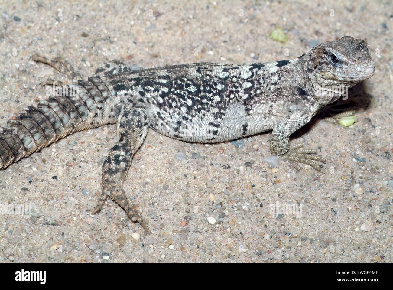 Oaxacan spinytail iguana, five-keeled spiny-tailed iguana, Ctenosaura ...
