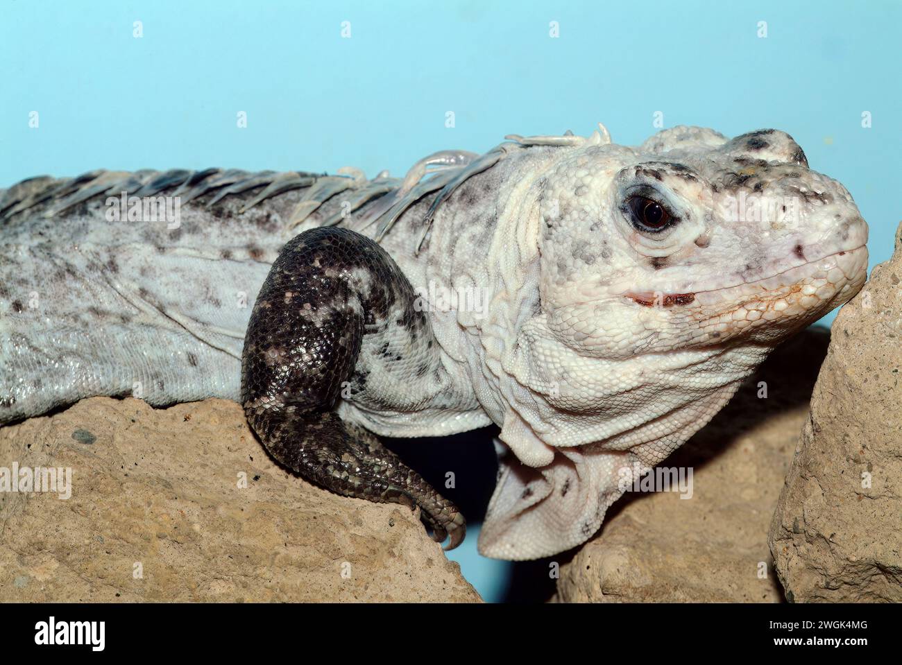 Utila spiny-tailed iguana, Utila-Leguan, Iguane à queue épineuse de l ...