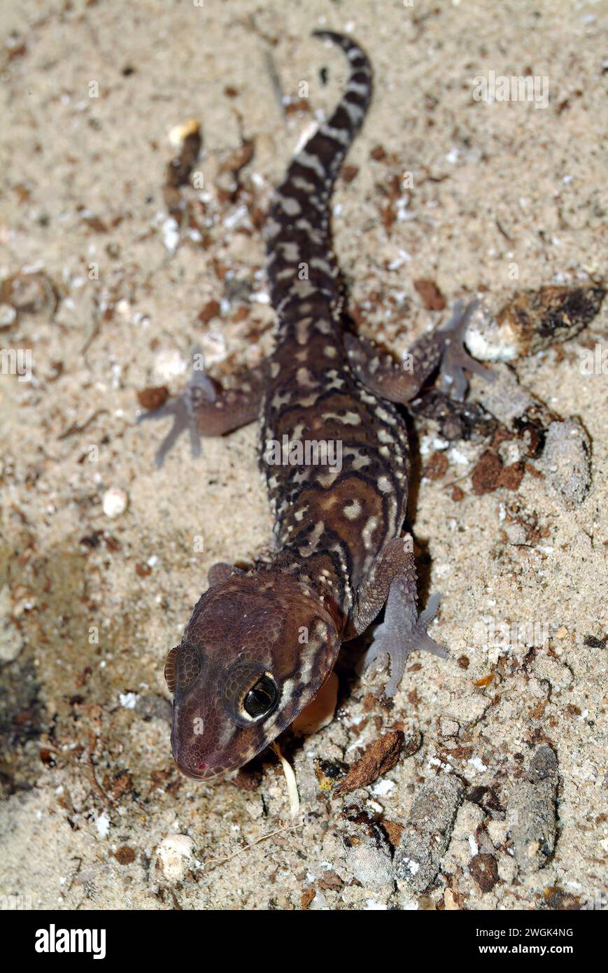 Grosskopfgecko hi-res stock photography and images - Alamy