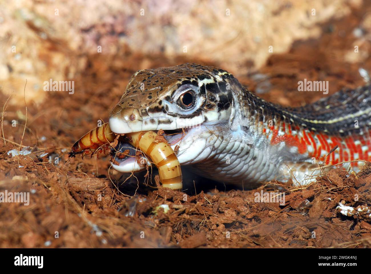 Yellow-throated plated lizard, Gerrhosaurus flavigularis, páncélosgyík ...