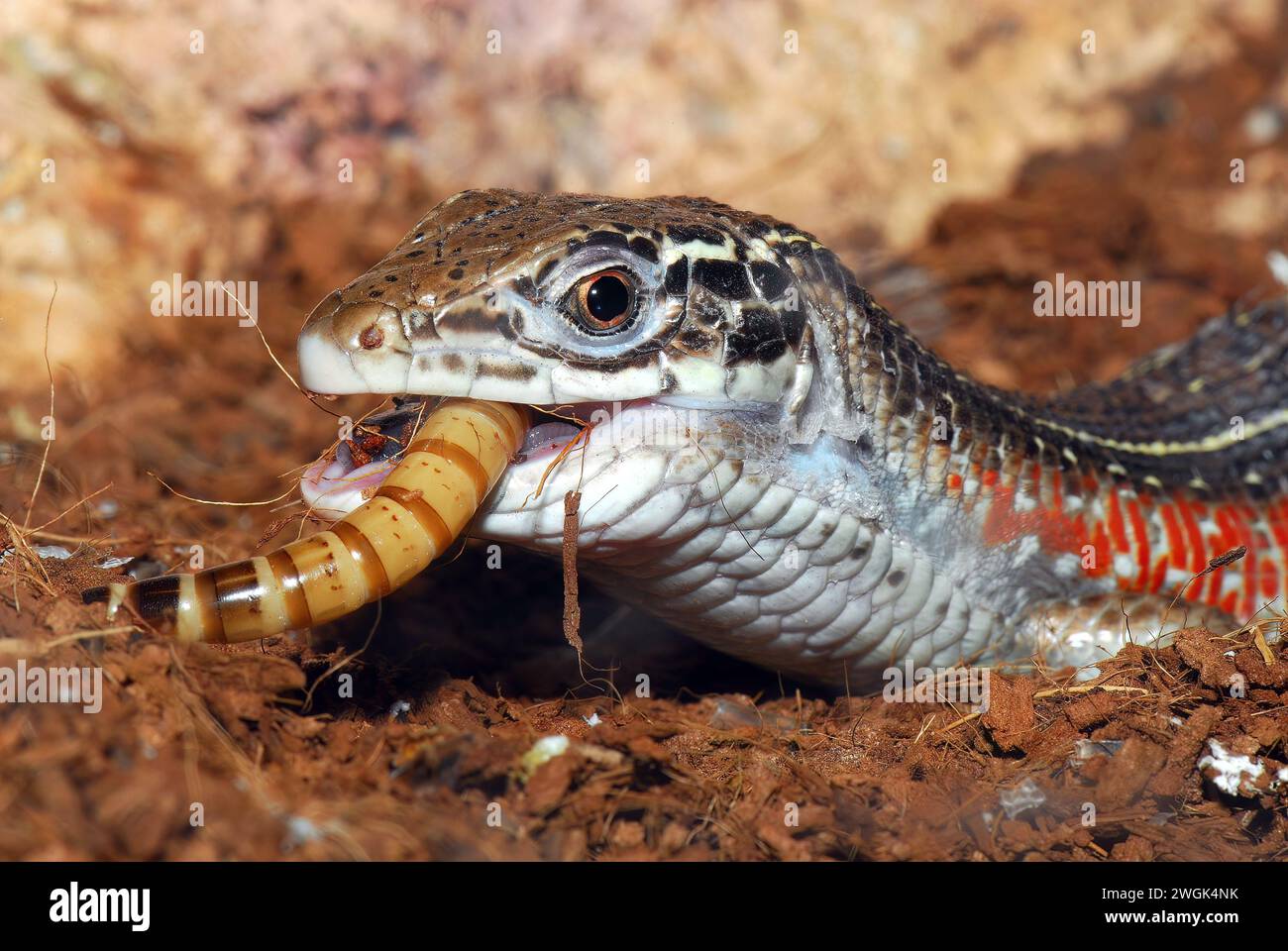 Yellow-throated plated lizard, Gerrhosaurus flavigularis, páncélosgyík ...