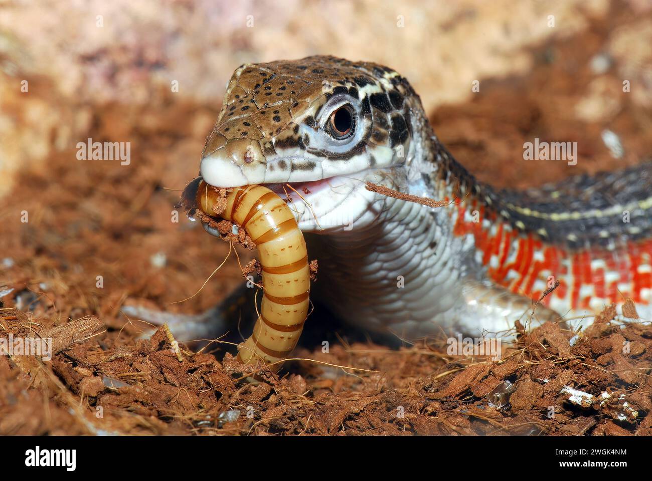 Yellow-throated plated lizard, Gerrhosaurus flavigularis, páncélosgyík ...