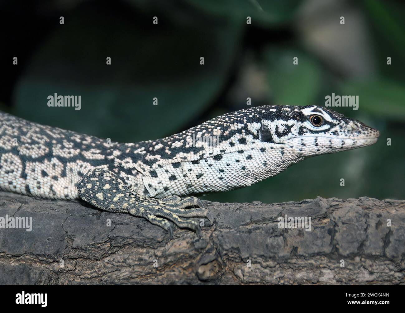 Baumwaran hi-res stock photography and images - Alamy