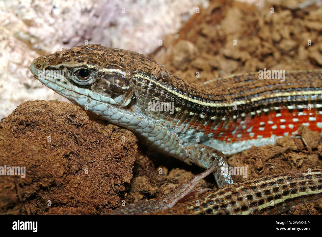 Yellow-throated plated lizard, Gerrhosaurus flavigularis, páncélosgyík ...