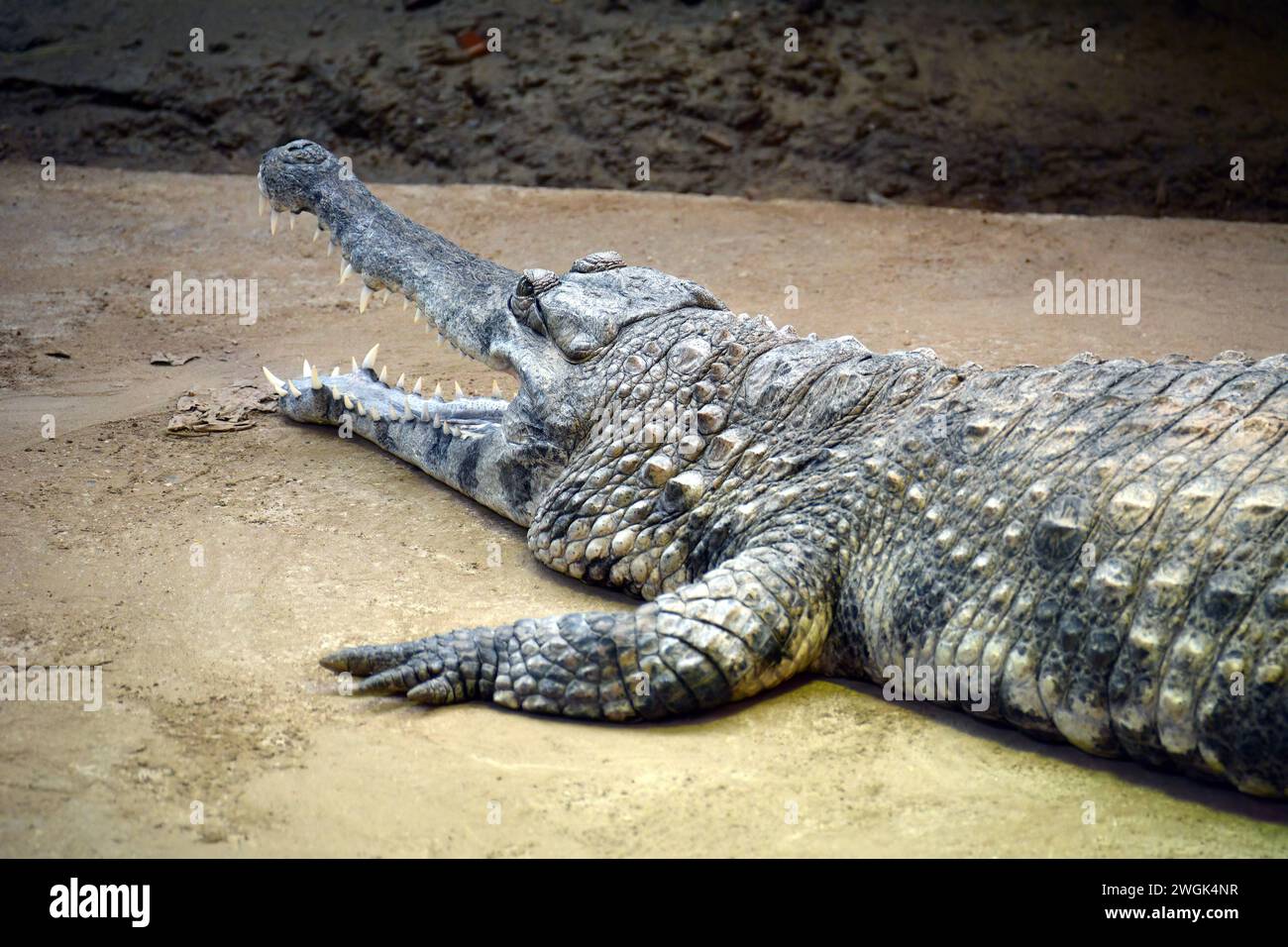 Faux gavial hi-res stock photography and images - Alamy