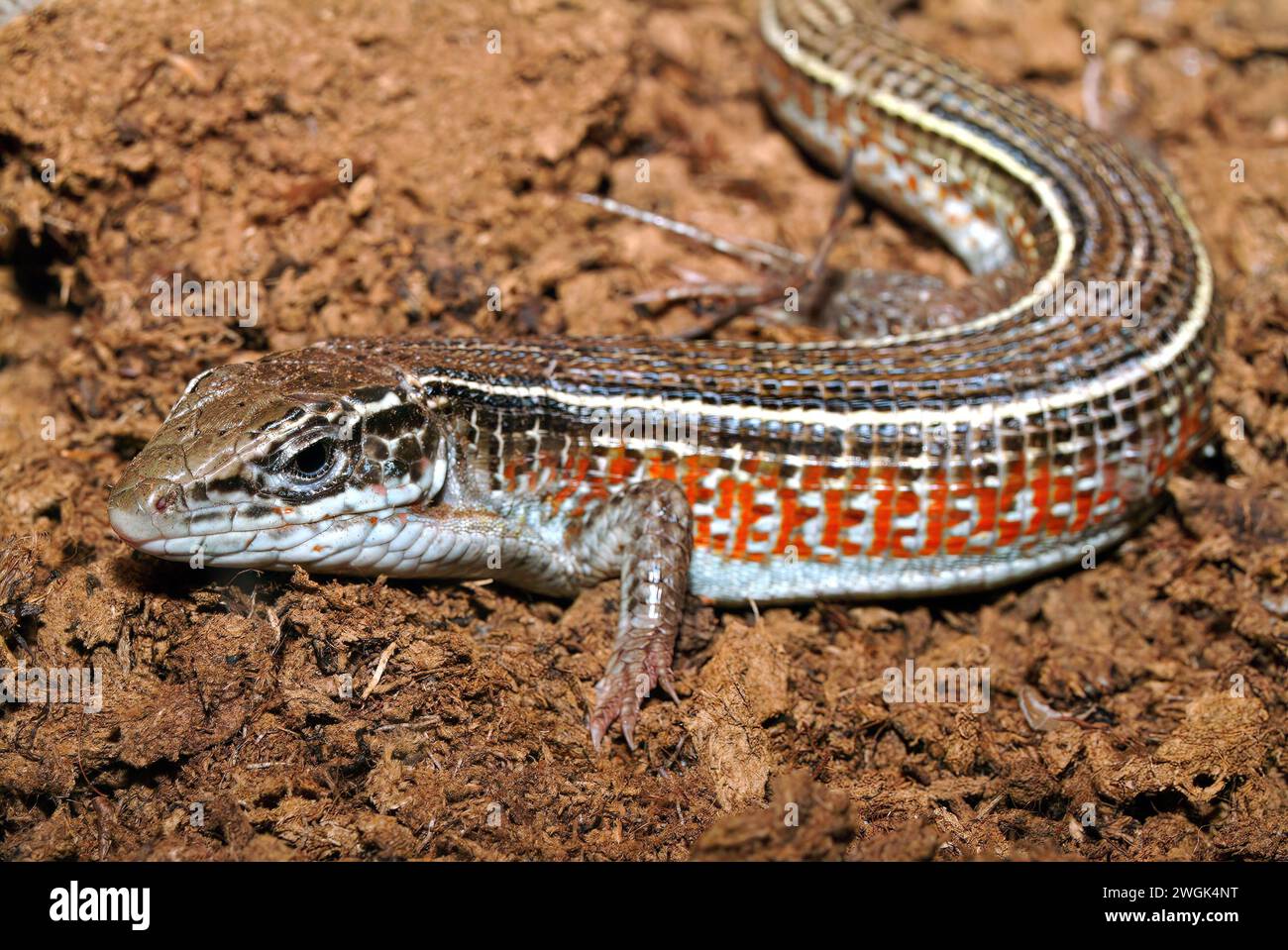 Yellow-throated plated lizard, Gerrhosaurus flavigularis, páncélosgyík ...