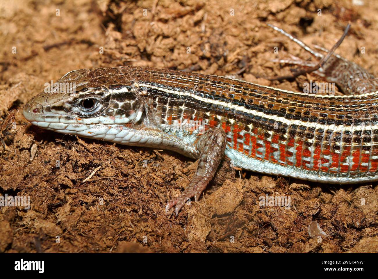 Yellow-throated plated lizard, Gerrhosaurus flavigularis, páncélosgyík ...