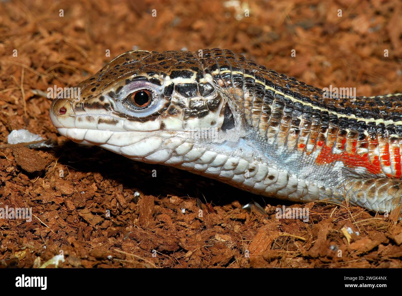 Yellow-throated plated lizard, Gerrhosaurus flavigularis, páncélosgyík ...