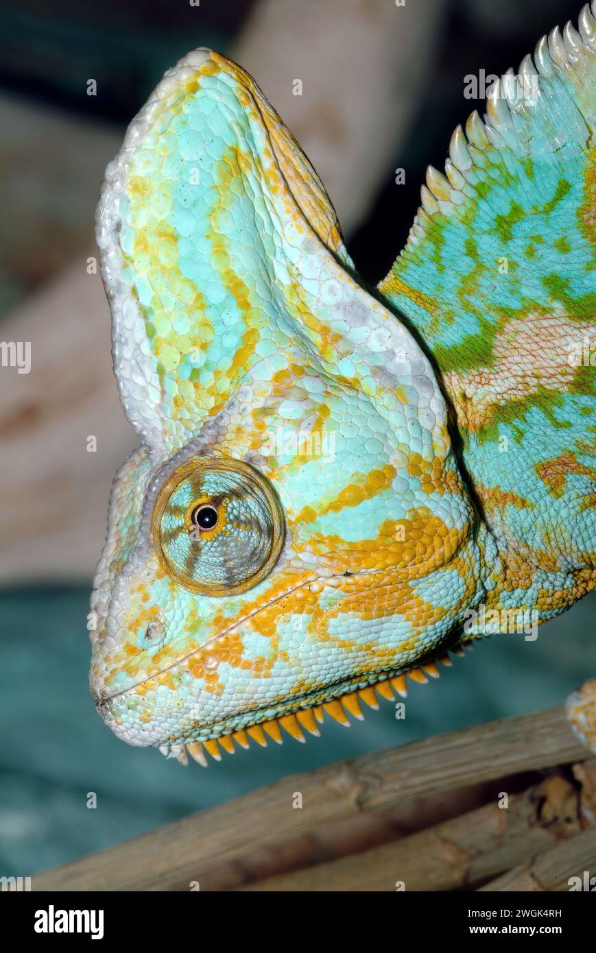 Veiled chameleon, Yemen chameleon, Jemenchamäleon, Caméléon casqué ...