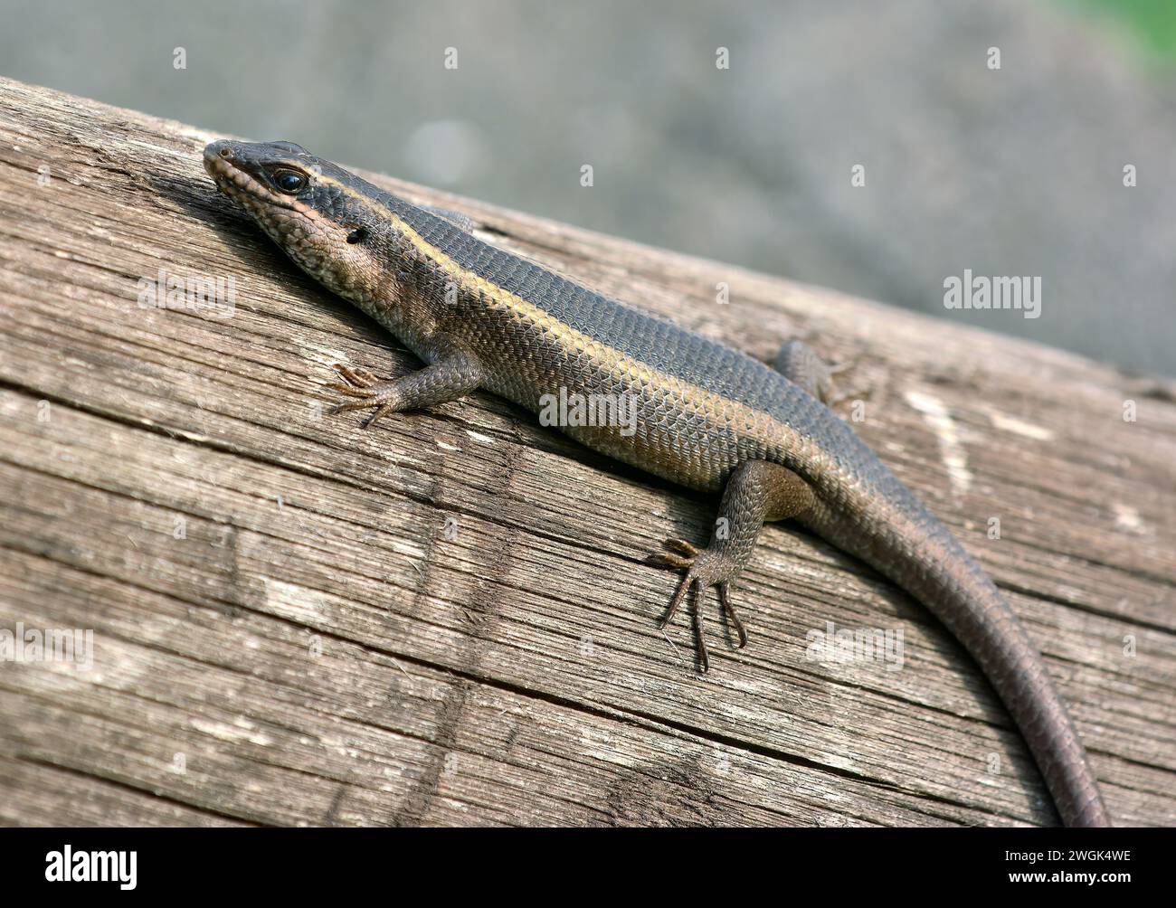 African striped skink hi-res stock photography and images - Alamy