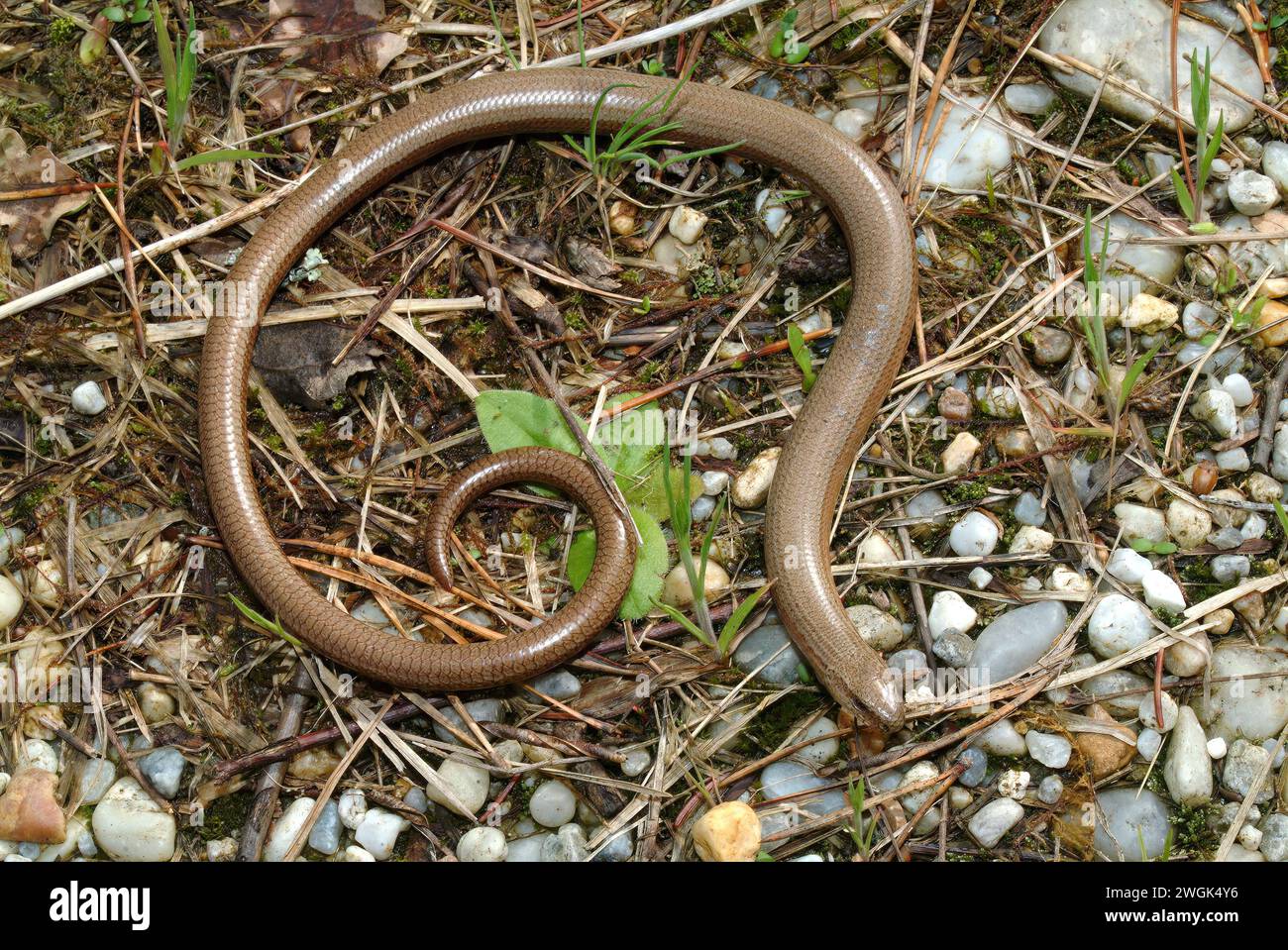 Slow worm, deaf adder, Blindschleiche, Orvet, Anguis fragilis ...