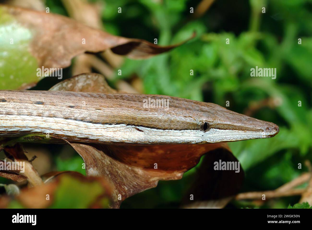 Papua snake lizard, Jicar's snake-lizard, New Guinea snake-lizard ...