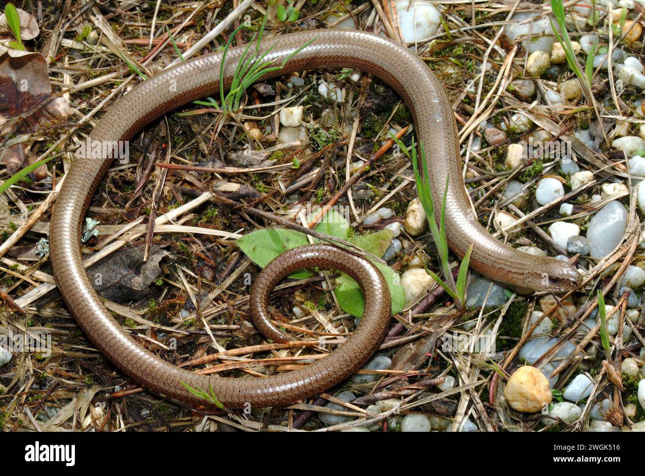 Slow worm, deaf adder, Blindschleiche, Orvet, Anguis fragilis ...