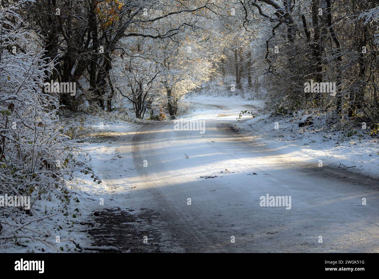 Frozen and snow-covered footpath in the North Holland Dune Reserve in ...