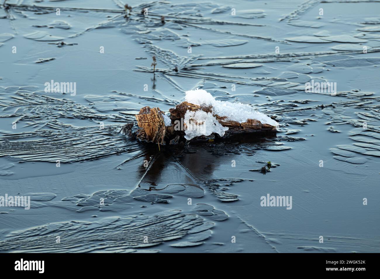 Tree stump under snow in a thin layer of ice after a cold night in the ...