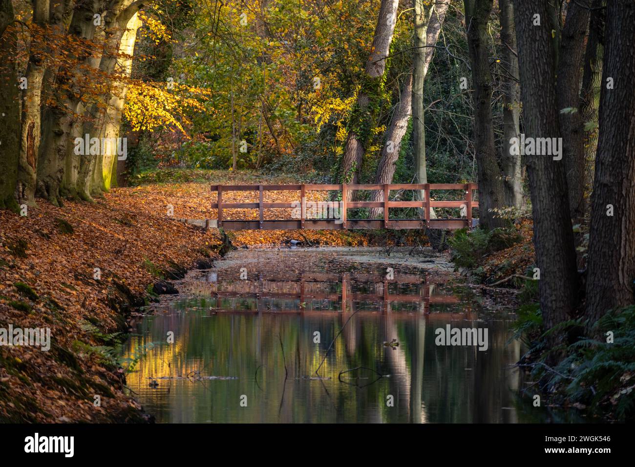 Wooden bridge over a ditch in the Bergerbos in the Netherlands during a ...