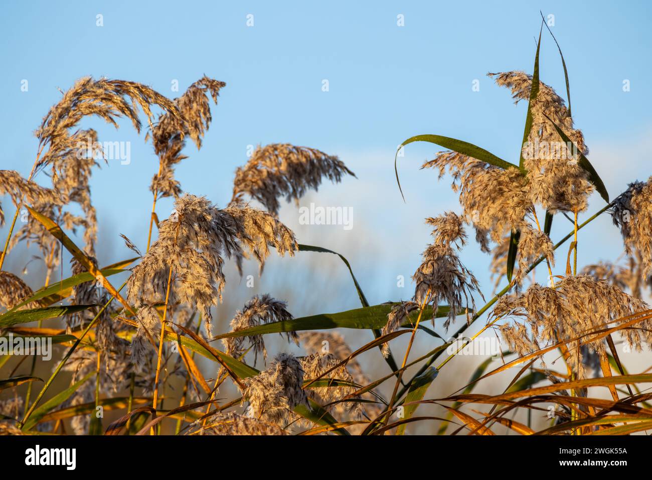 Reed plumes in the morning sun against a blue sky. The sun has just ...
