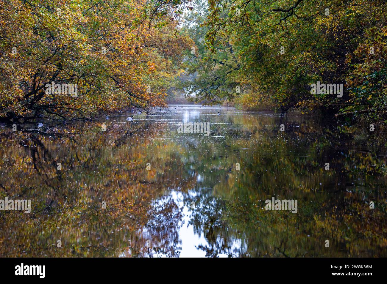 Overhanging tree hi-res stock photography and images - Alamy