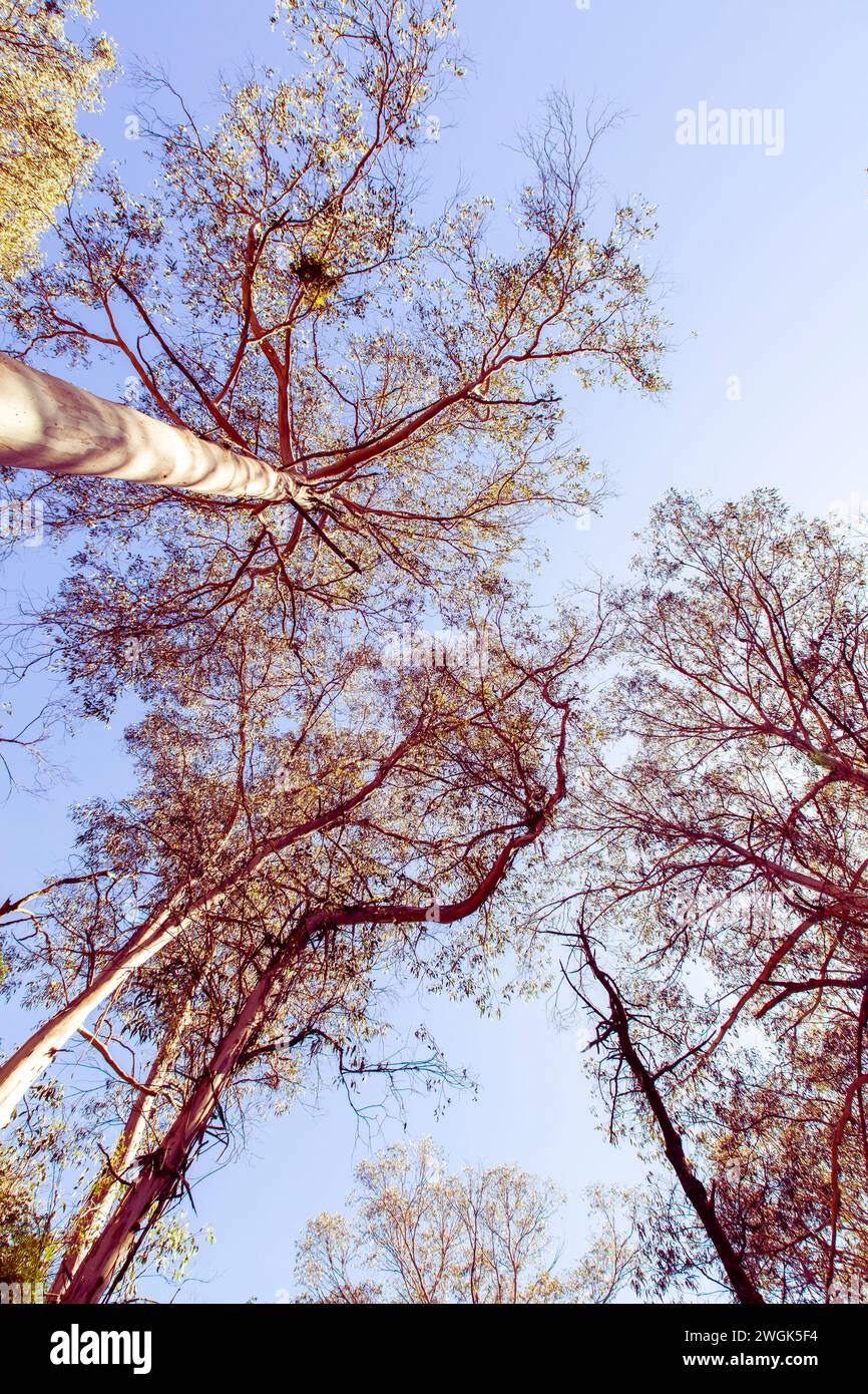 Photograph looking up to the blue sky through branches of tall trees in ...