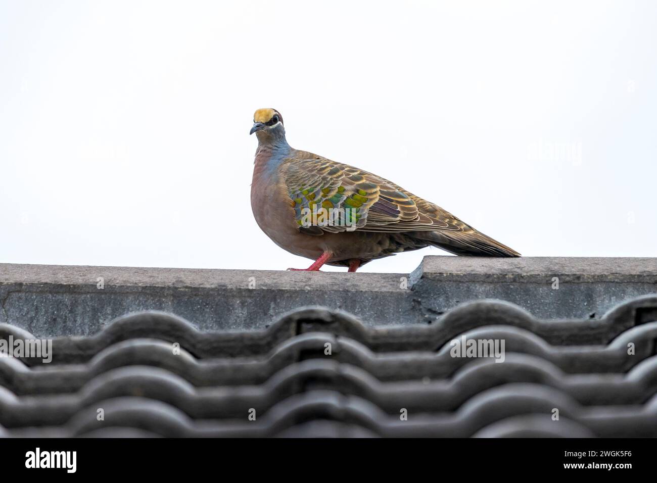Photograph of a Bronze Wing Pigeon standing on a tiled roof in the Blue ...
