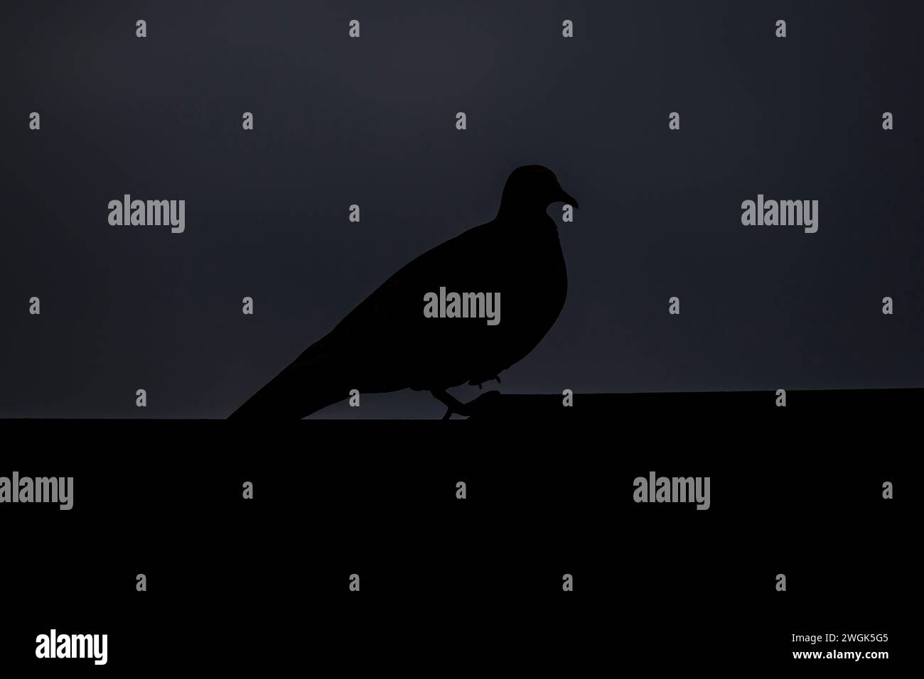 Photograph of a Bronze Wing Pigeon standing on a tiled roof in the Blue ...