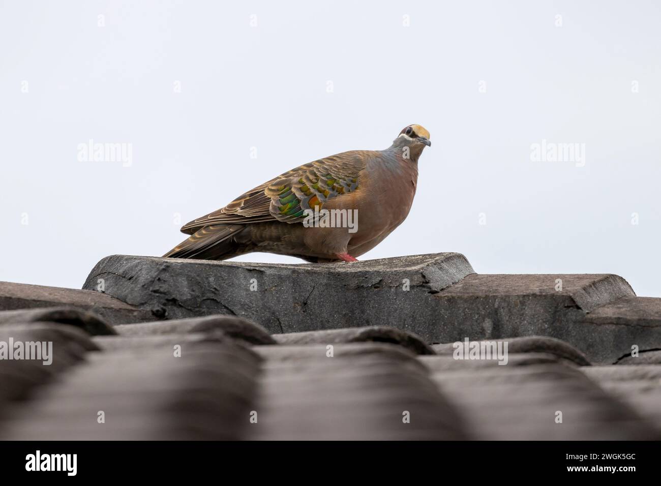 Photograph of a Bronze Wing Pigeon standing on a tiled roof in the Blue ...
