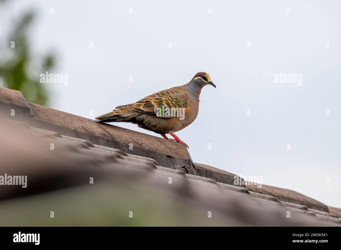 Photograph of a Bronze Wing Pigeon standing on a tiled roof in the Blue ...