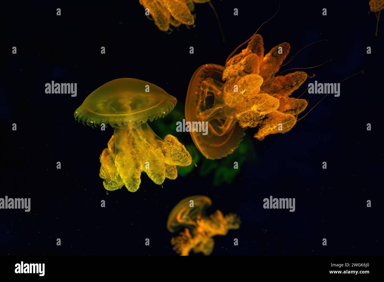 Group of yellow fluorescent jellyfish swimming underwater aquarium pool ...