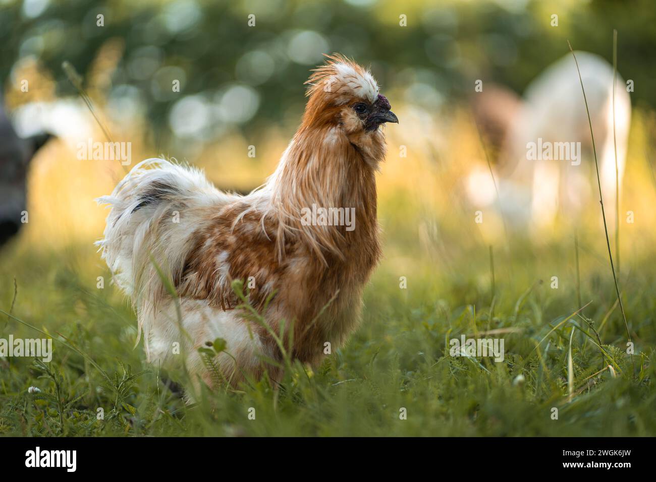 Rare breed of fluffy silky chicken walking on green summer grass of ...