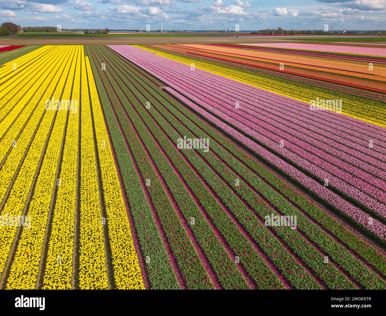 Tulip fields holland aerial hi-res stock photography and images - Alamy