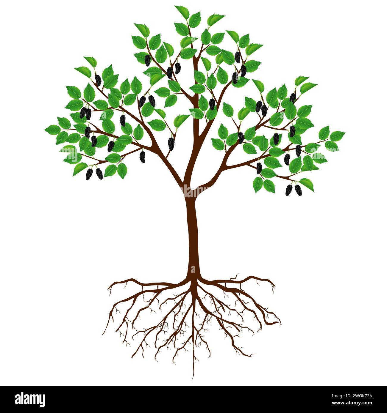 White mulberry illustration Stock Vector Images - Alamy