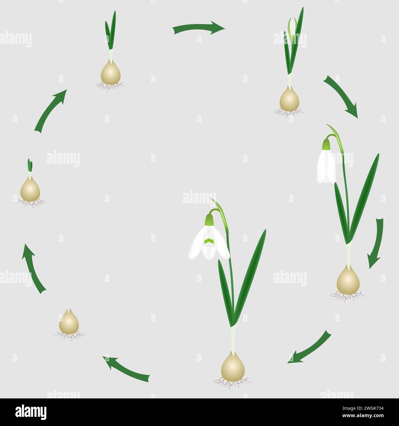 Closeup spring snowdrops galanthus Stock Vector Images - Alamy