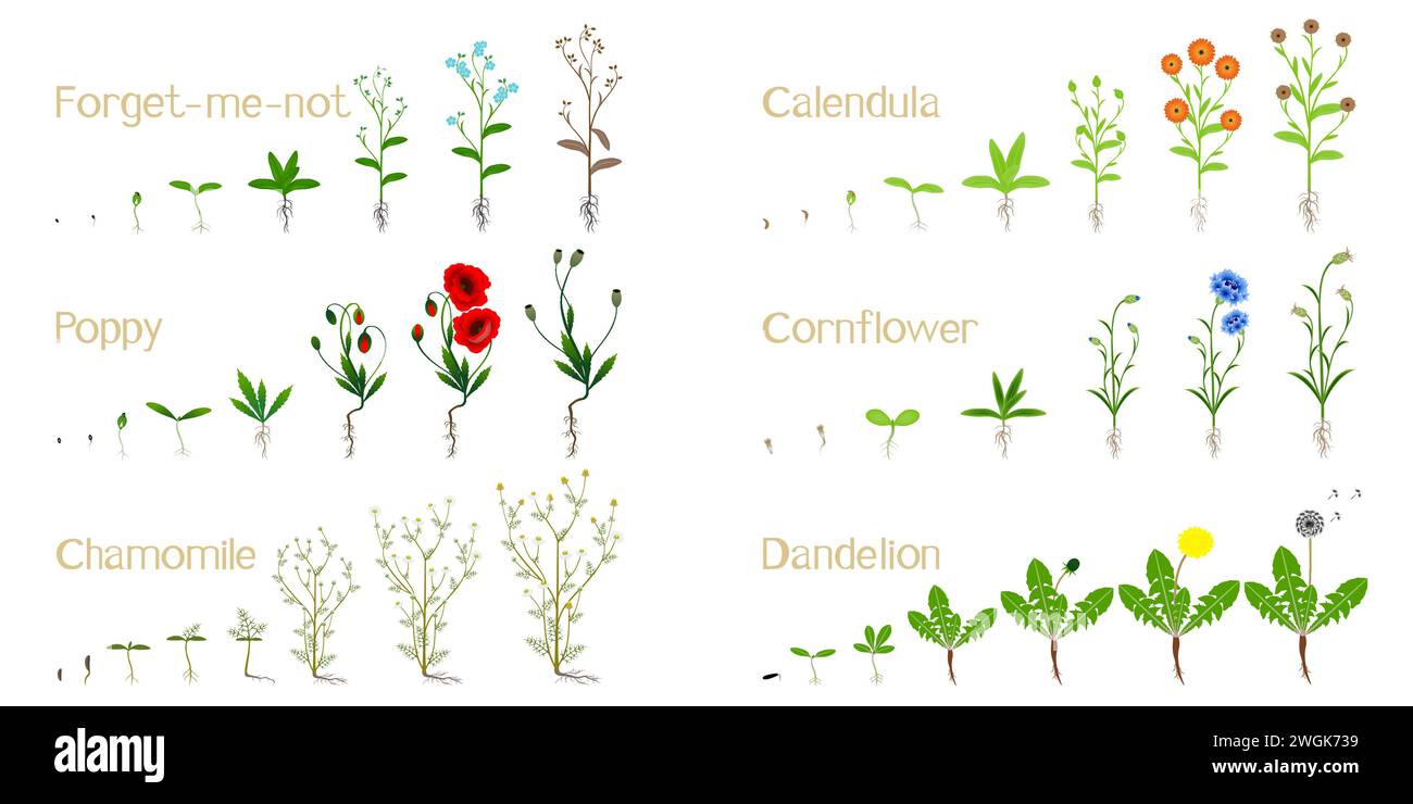 Set of growth cycles of field plants on a white background Stock Vector ...