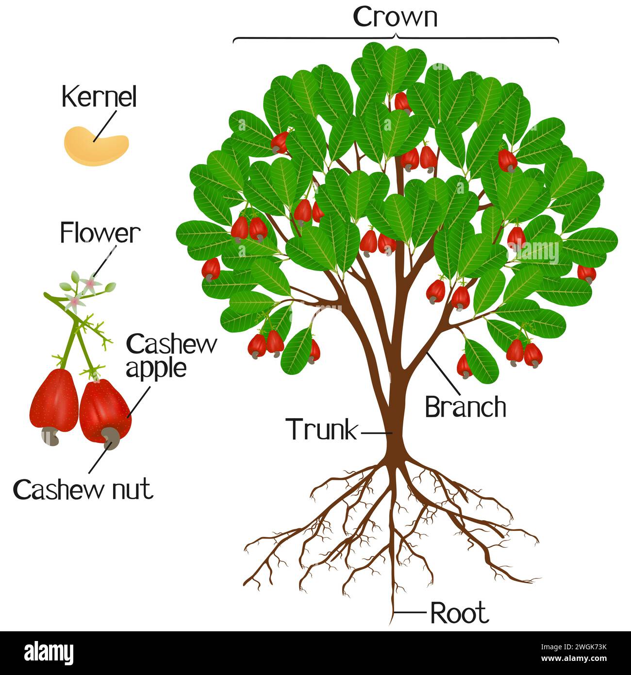 Cashew nuts on tree Stock Vector Images - Alamy