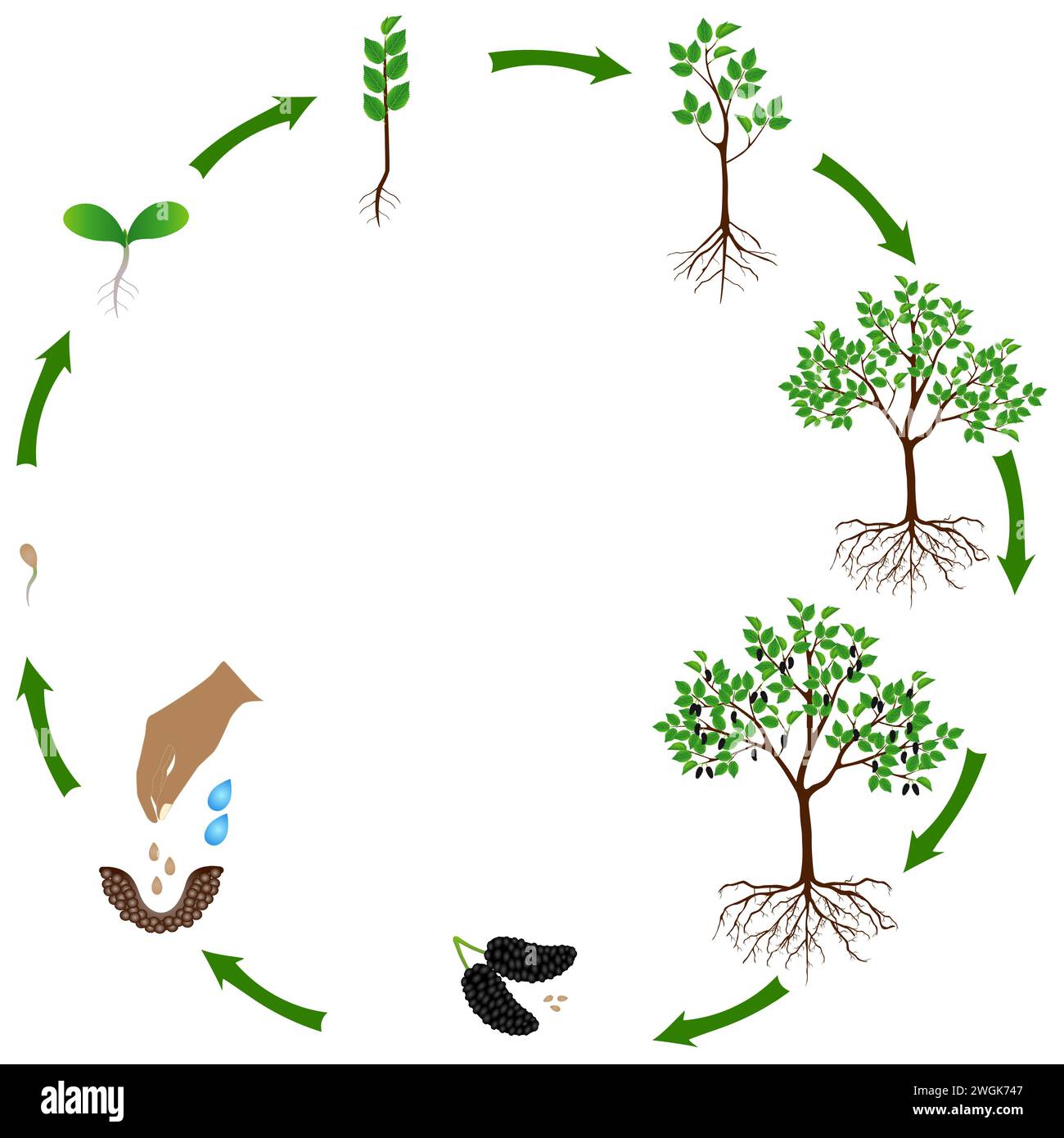 Life cycle of a mulberry plant on a white background Stock Vector Image ...