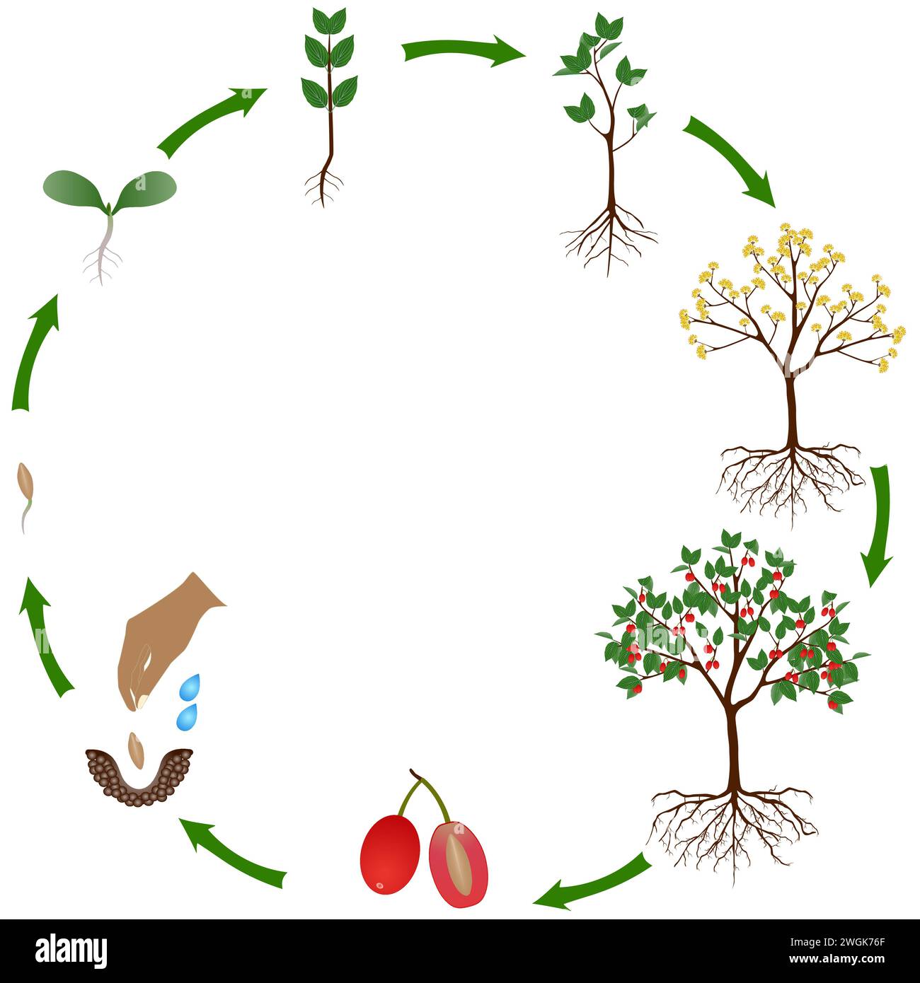 Life cycle of a dogwood plant on a white background Stock Vector Image ...
